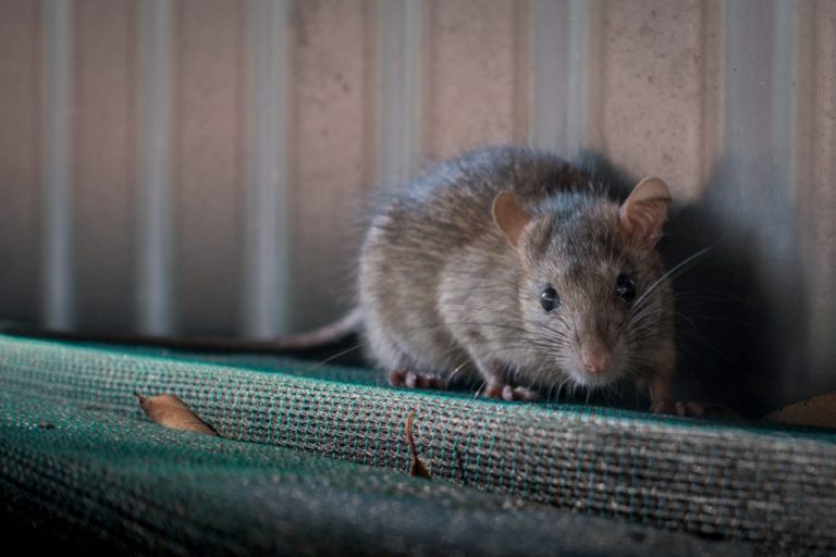 The Damage Rodents Can Do to Your Home - Proctor Pest Control