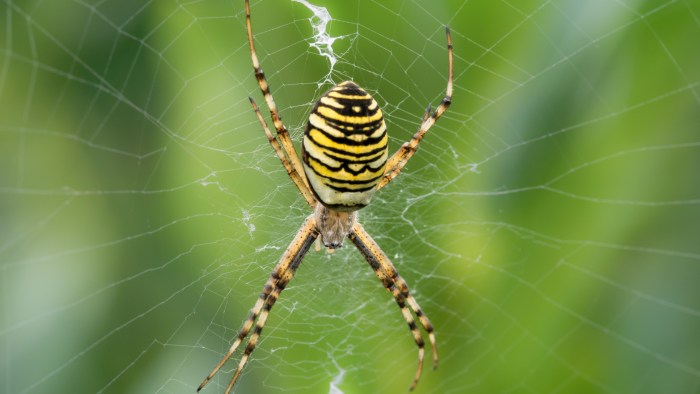 What Bugs Come Out In Spring - Proctor Pest Control