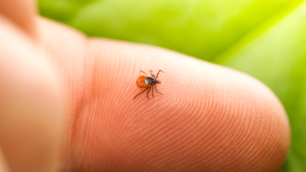 What Does a Tick Look Like? - Proctor Pest Control
