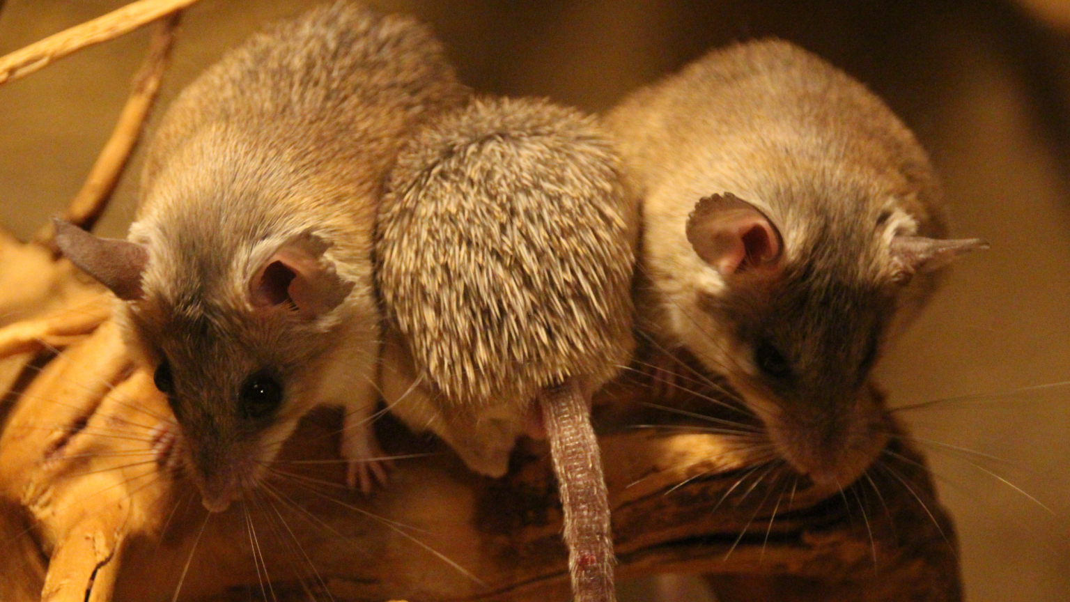 How Fast do Mice Multiply? - Proctor Pest Control