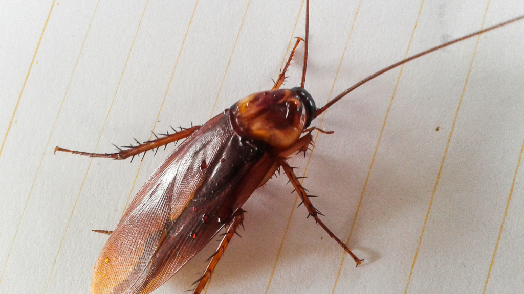 The Most Common Pests Found in Texas Homes and Businesses - Proctor ...