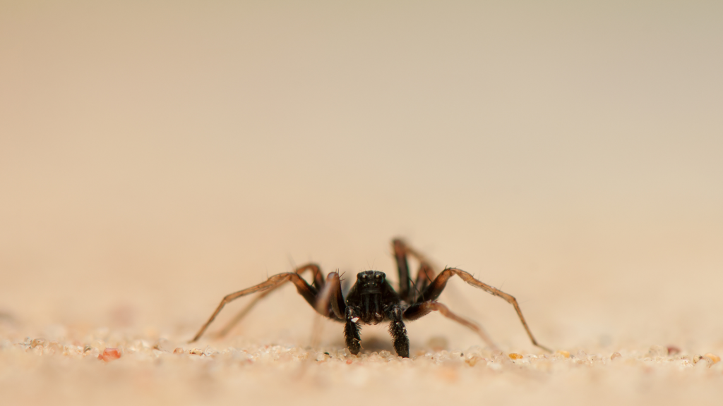 What Bugs Come Inside In The Cold? - Proctor Pest Control