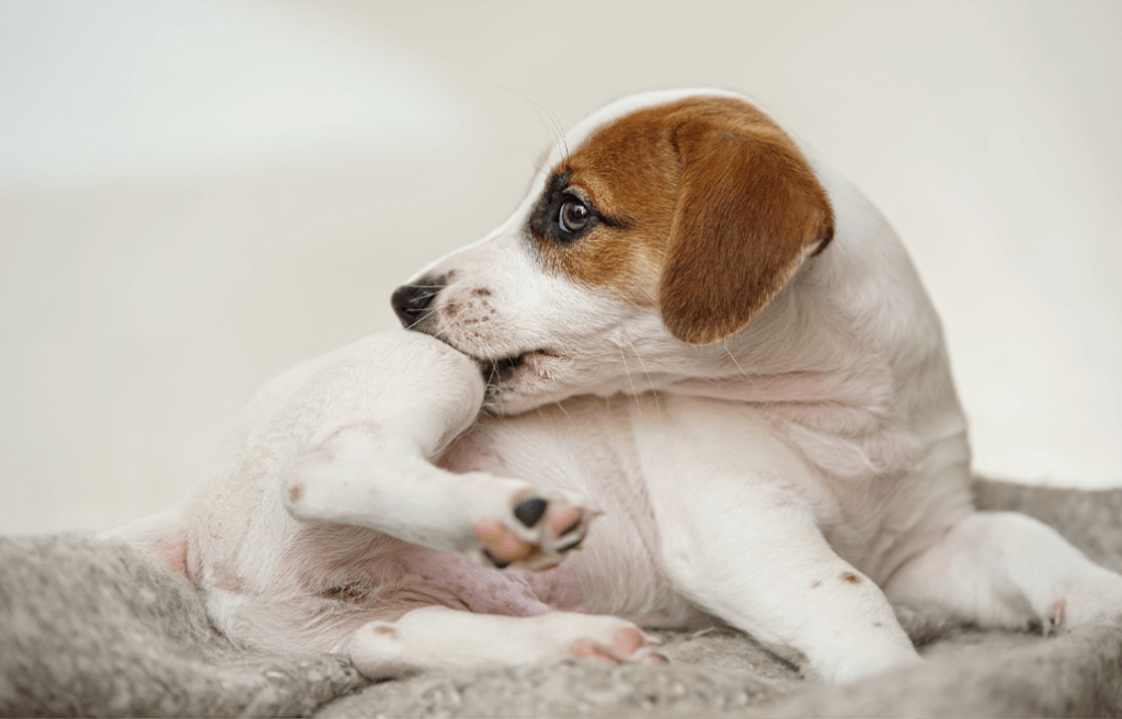 How to Identify and Get Rid of Fleas in Your Home - Proctor Pest Control