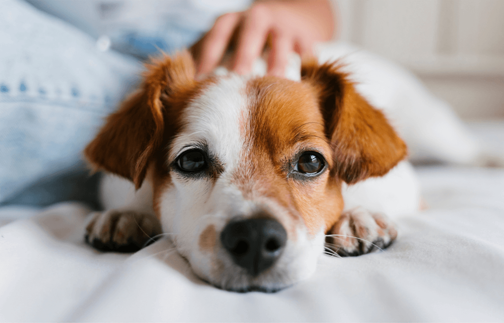 The Role of Pets in Rodent Detection and Prevention: Keeping Furry ...