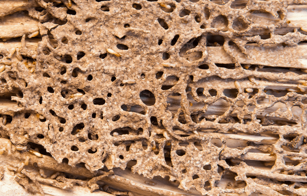 How To Spot a Termite Infestation - Proctor Pest Control