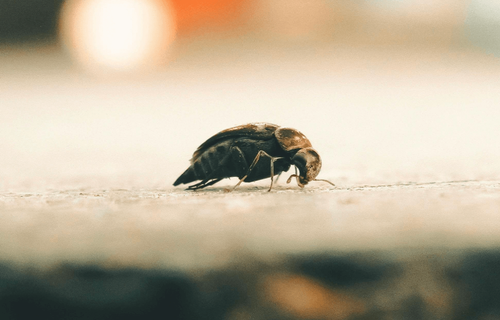 What To Do If You Spot Bed Bugs Inside Your Home - Proctor Pest Control