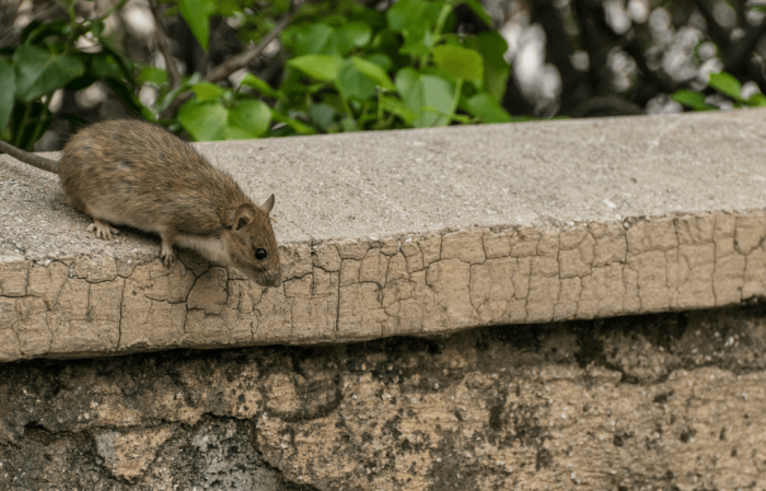 Fall Pest Forecast: What to Expect and How to Prepare - Proctor Pest ...