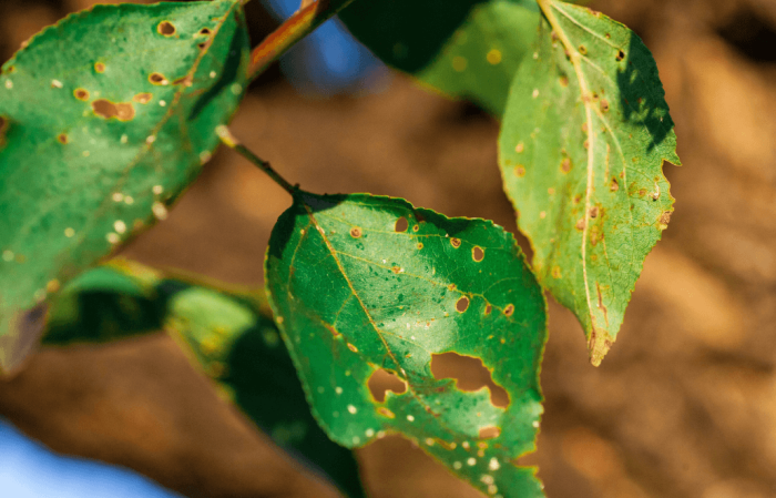 How to Keep Common Fall Pests Out of Your Home - Proctor Pest Control